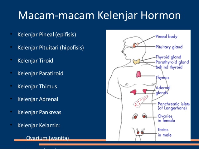 Macam Macam Kelenjar Endokrin Dan Hormon Yang Dihasilkan | My XXX Hot Girl Macam Macam Kelenjar Endokrin Dan Hormon Yang Dihasilkan | My XXX Hot Girl