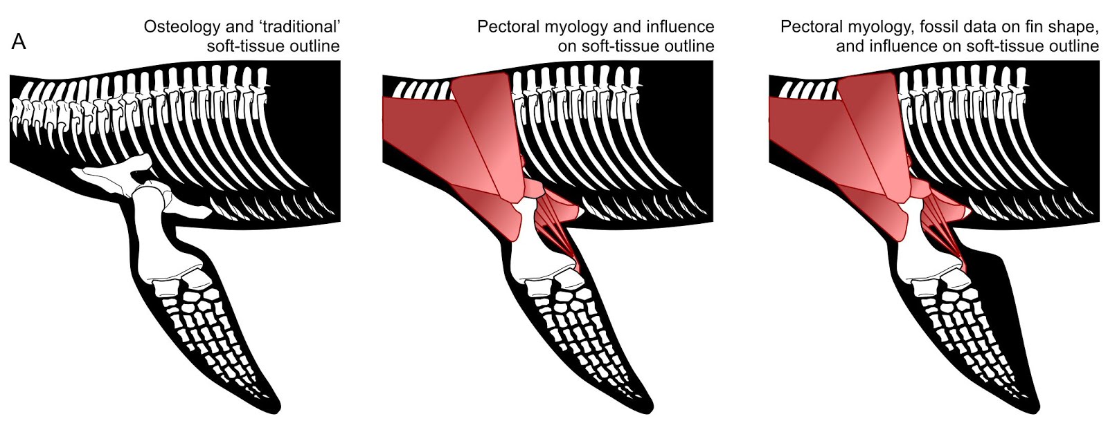 Mark P. Witton's Blog: Plesiosaur palaeoart: thoughts for artists
