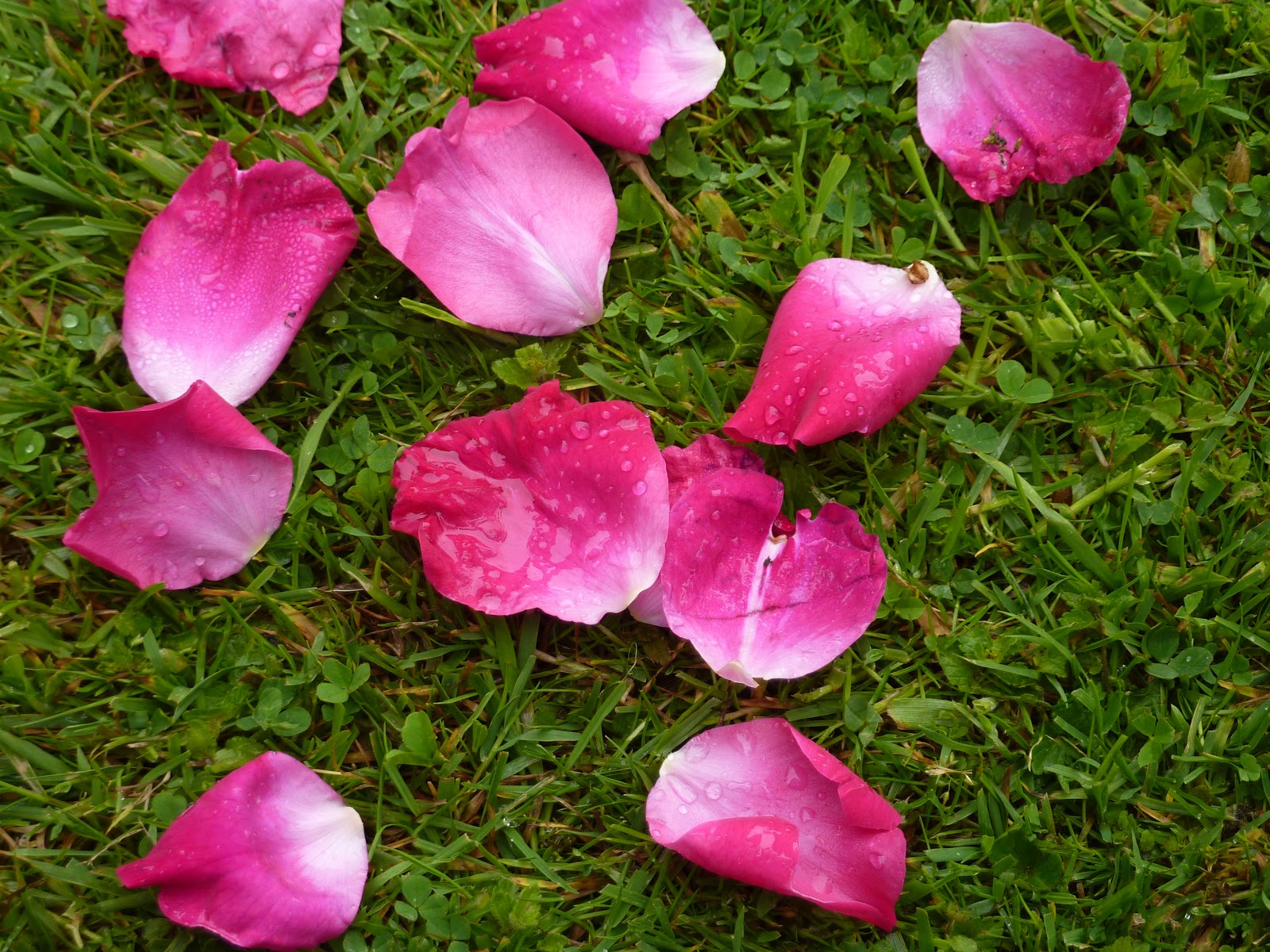 Our Beautiful World: Rose Petals