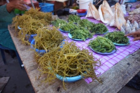 Rahsia khasiat Rumpai laut | ams.com