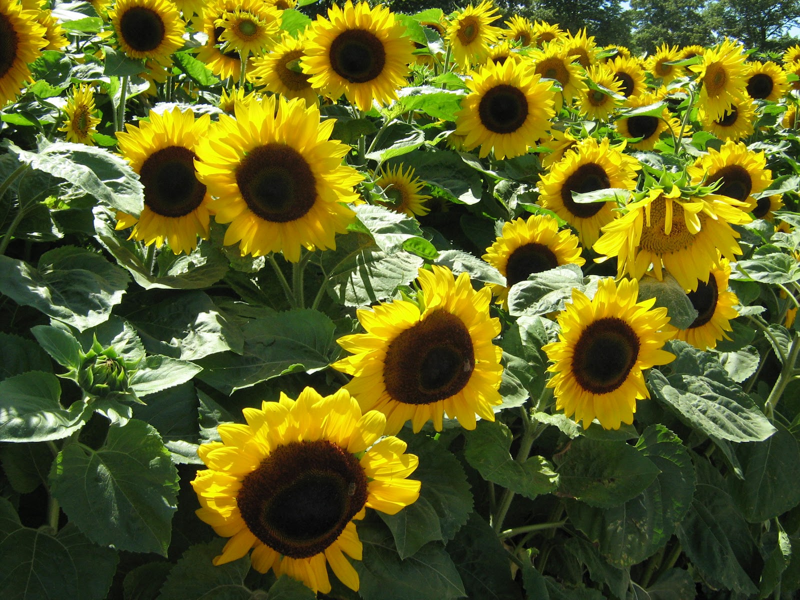 GBMD: Ah Sunflower