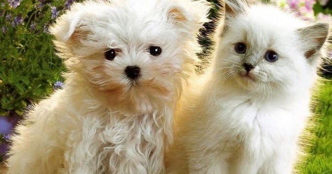 Face Keys România : Privitul fotografiilor cu pui drăgălaşi de animale ...