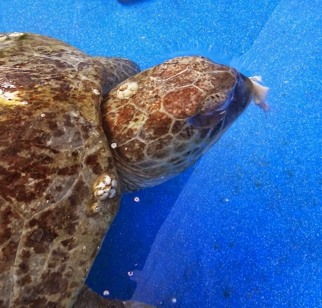 News from Coquette Point