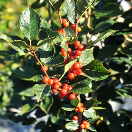 Whole Lotta Verticillata | The Ilex Chronicle - Cultivation Of Crops