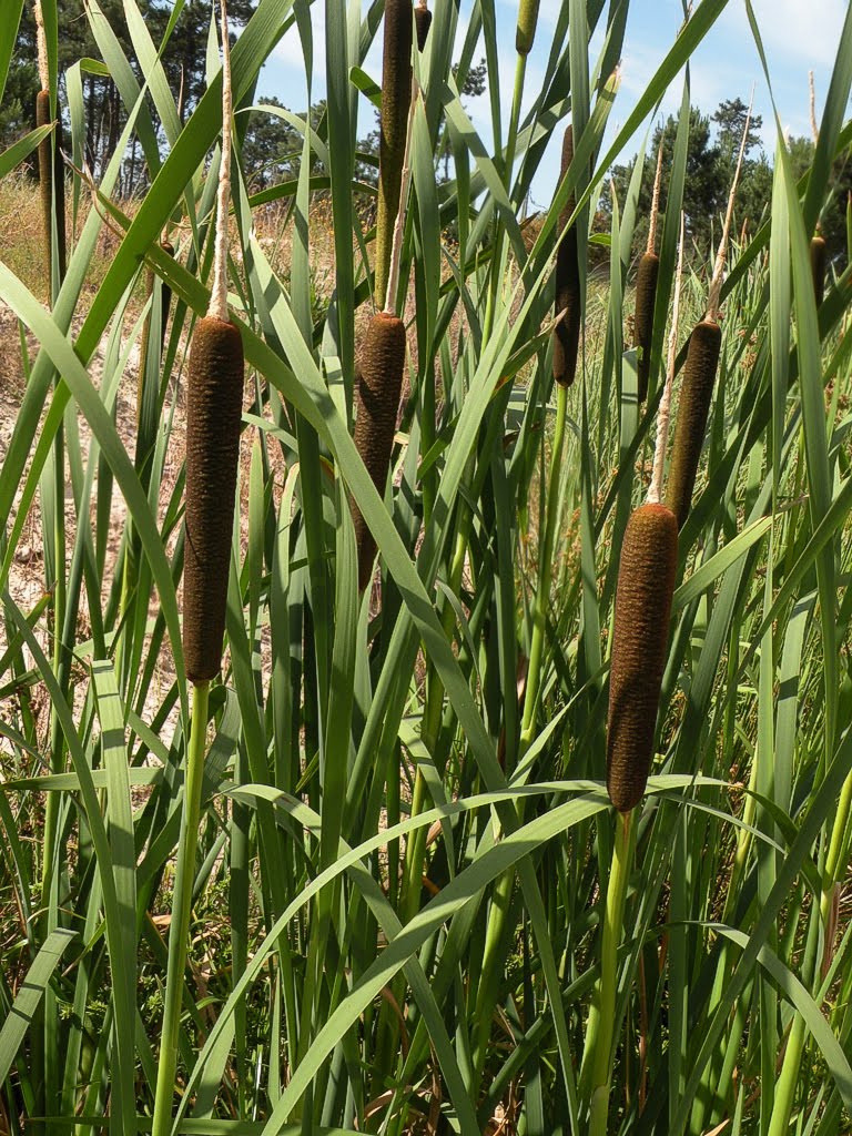 Uruguay's wildlife & Natural sanctuaries - Santuarios naturales & flora ...