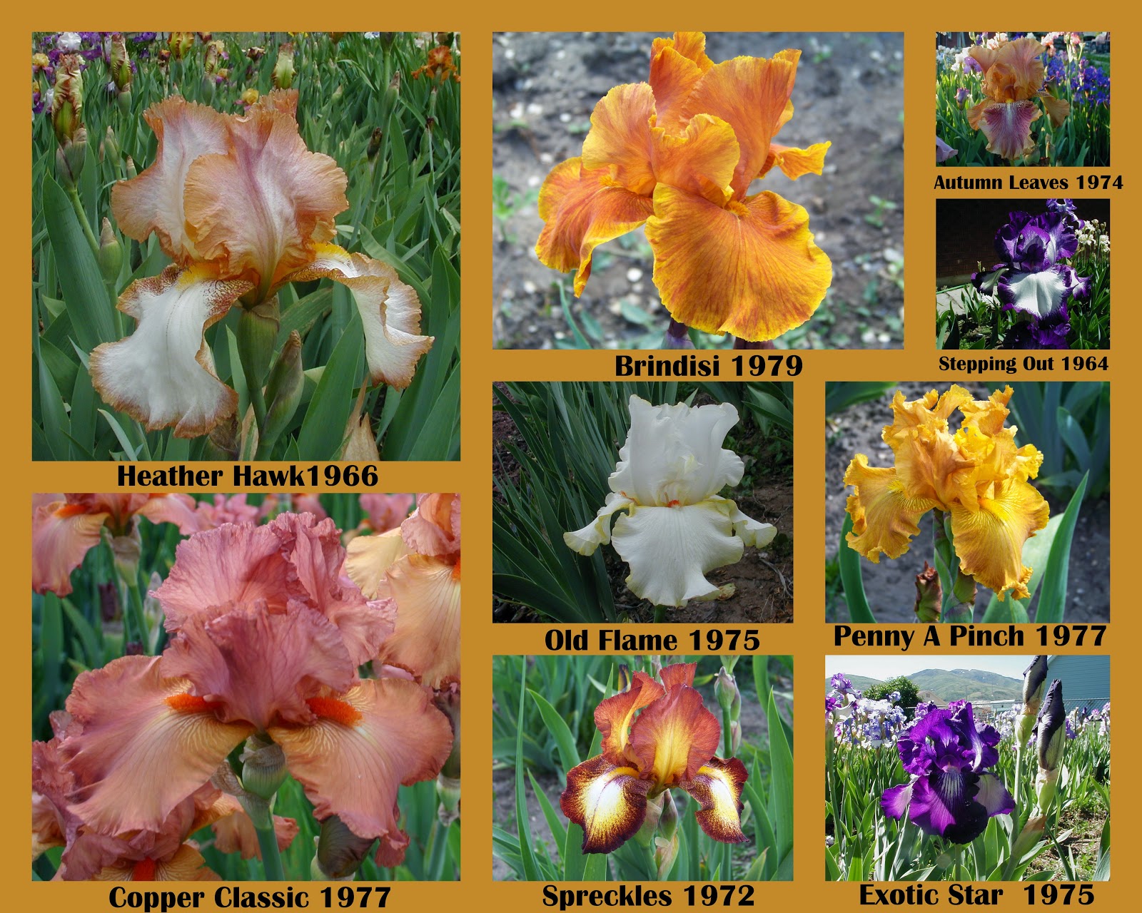 World of Irises: WHAT IS THE DIFFERENCE BETWEEN 'HISTORIC', 'HERITAGE ...