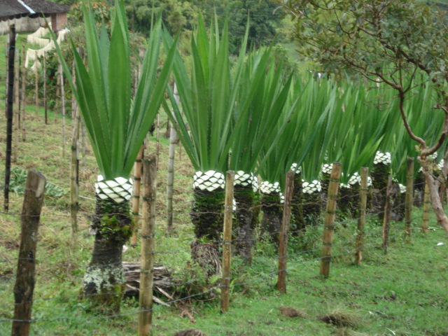 ARTE-SANT FIQUE: fique