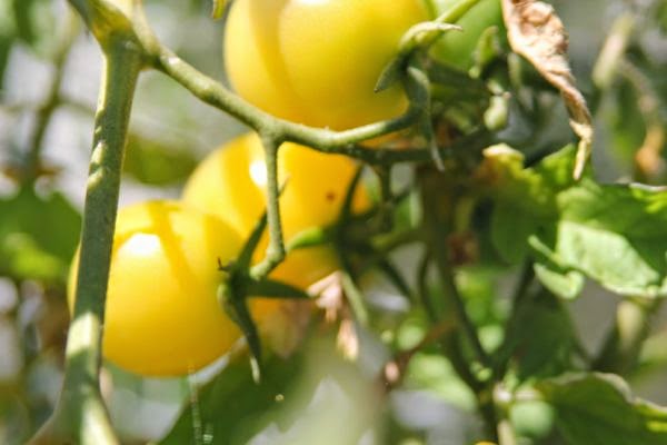 Snow White heirloom tomatoes | aquaponics diy