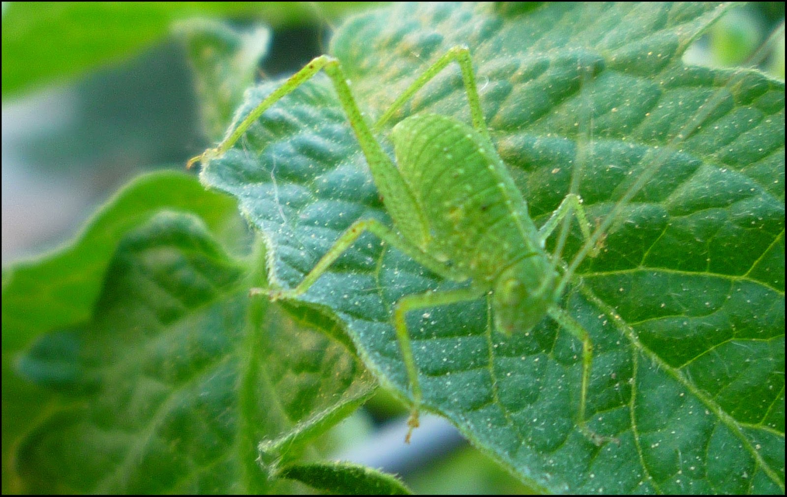 Patio of Pots: Insects of the Garden