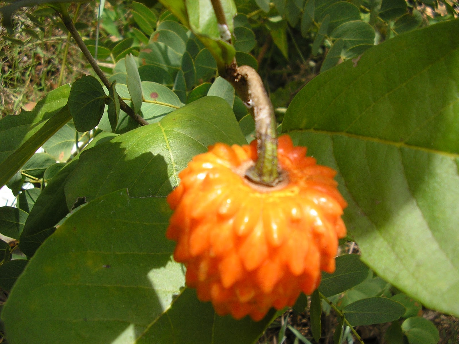 natureza selvagem: Araticum-de-raposa