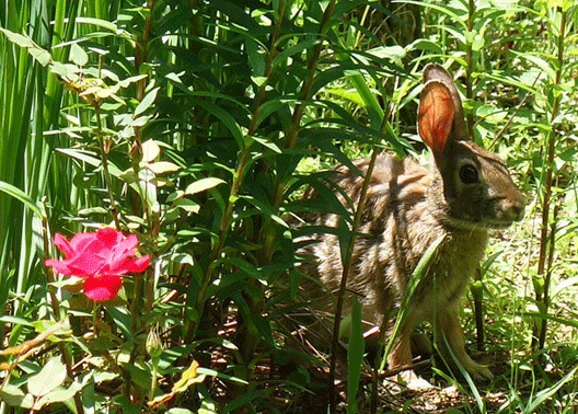 Poets United: Poems of the Week by Sanaa, Donna and Colleen