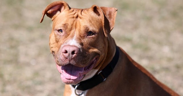Página de curiosidades y más: ¿Tienen los pit bulls mandíbulas que se ...