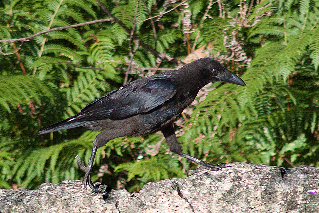 Compis: Corvidae