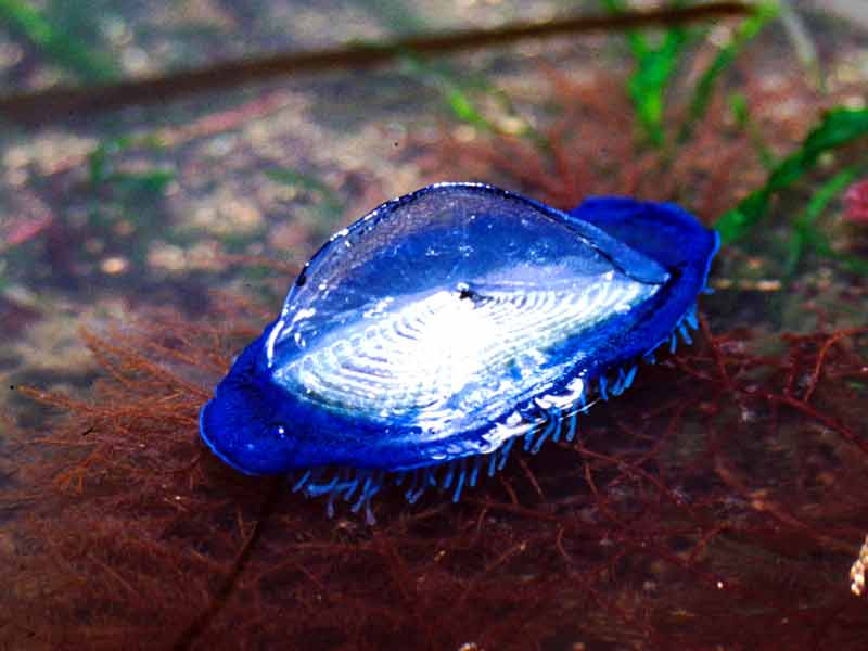 By The Wind Sailor/Velella Velella