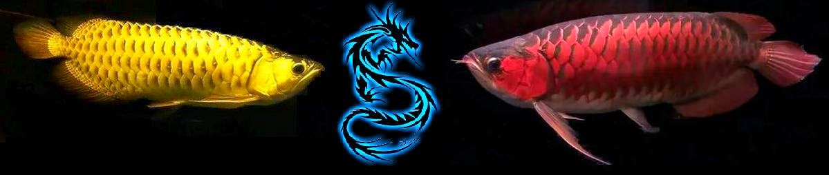 The Benefits Mystics of Keeping an Arowana ~ Info And Knowledge