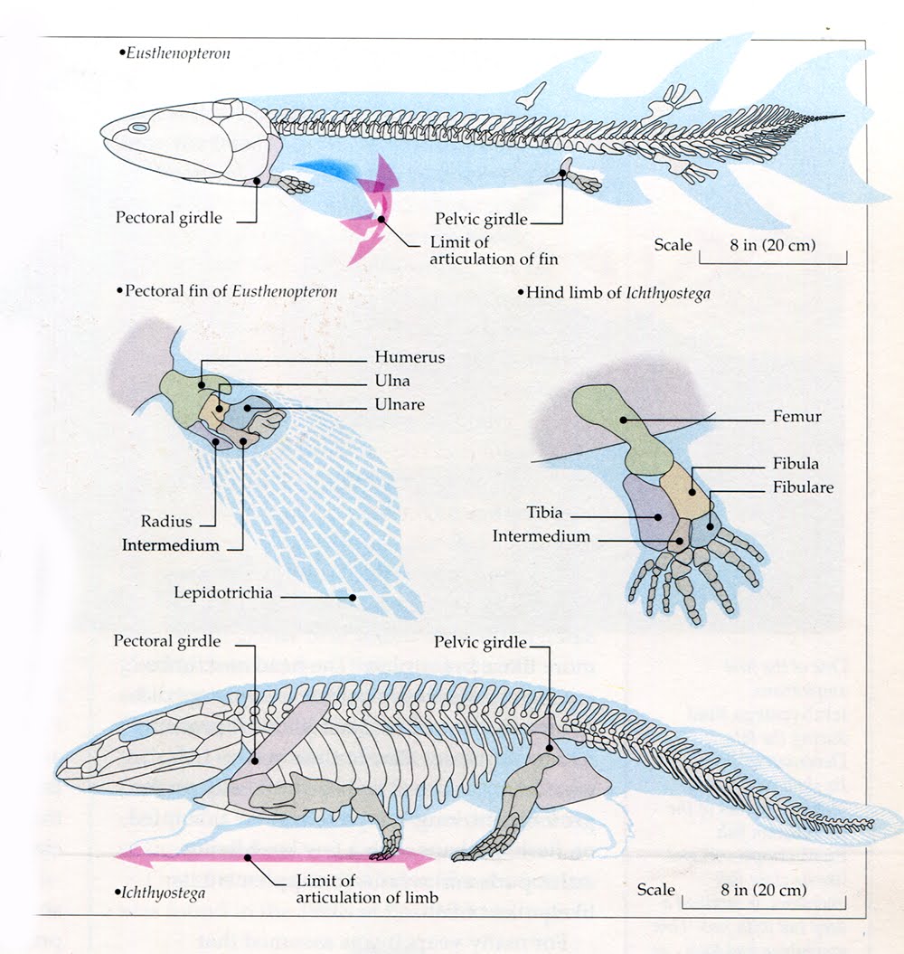Furahan Biology and Allied Matters: The Devonian feet of the Furahan ...