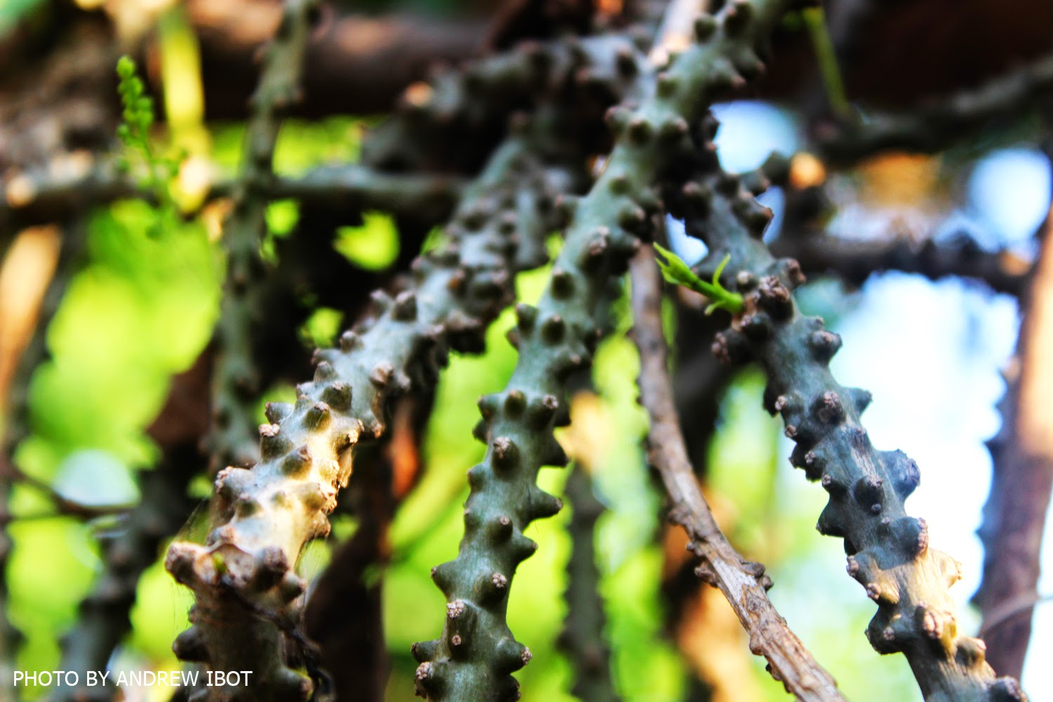 Ako si ANDREW IBOT!: Makabuhay (Tinospora rumphii Boerl)