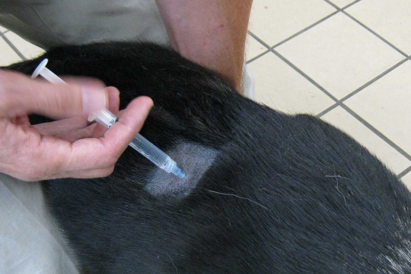 Big Dogs, Big Heartworm: Again?