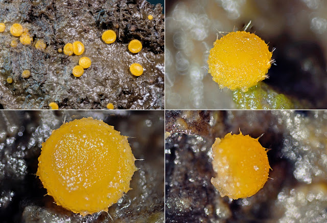 Cheilymenia theleboloides (Alb. & Schwein.) • CEMAS cemas, villaviciosa.