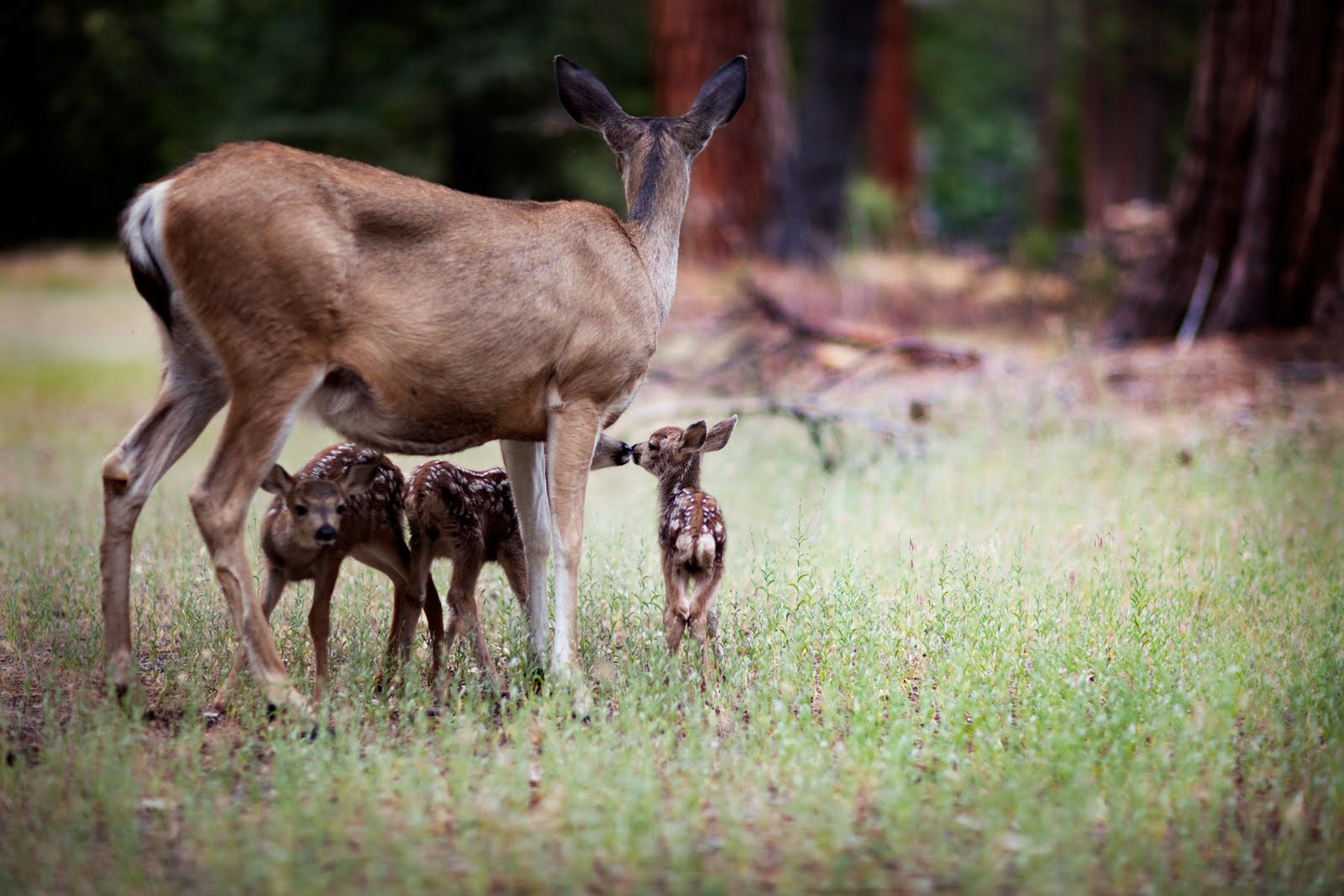 Wilcox Family News: Deer