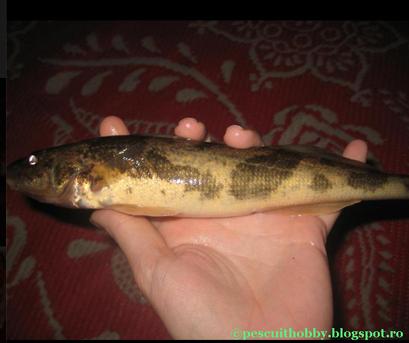 Pescuit hobby: Fusarul