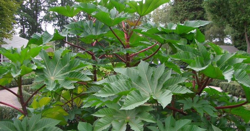 Castor Growth in India - Castor Crops