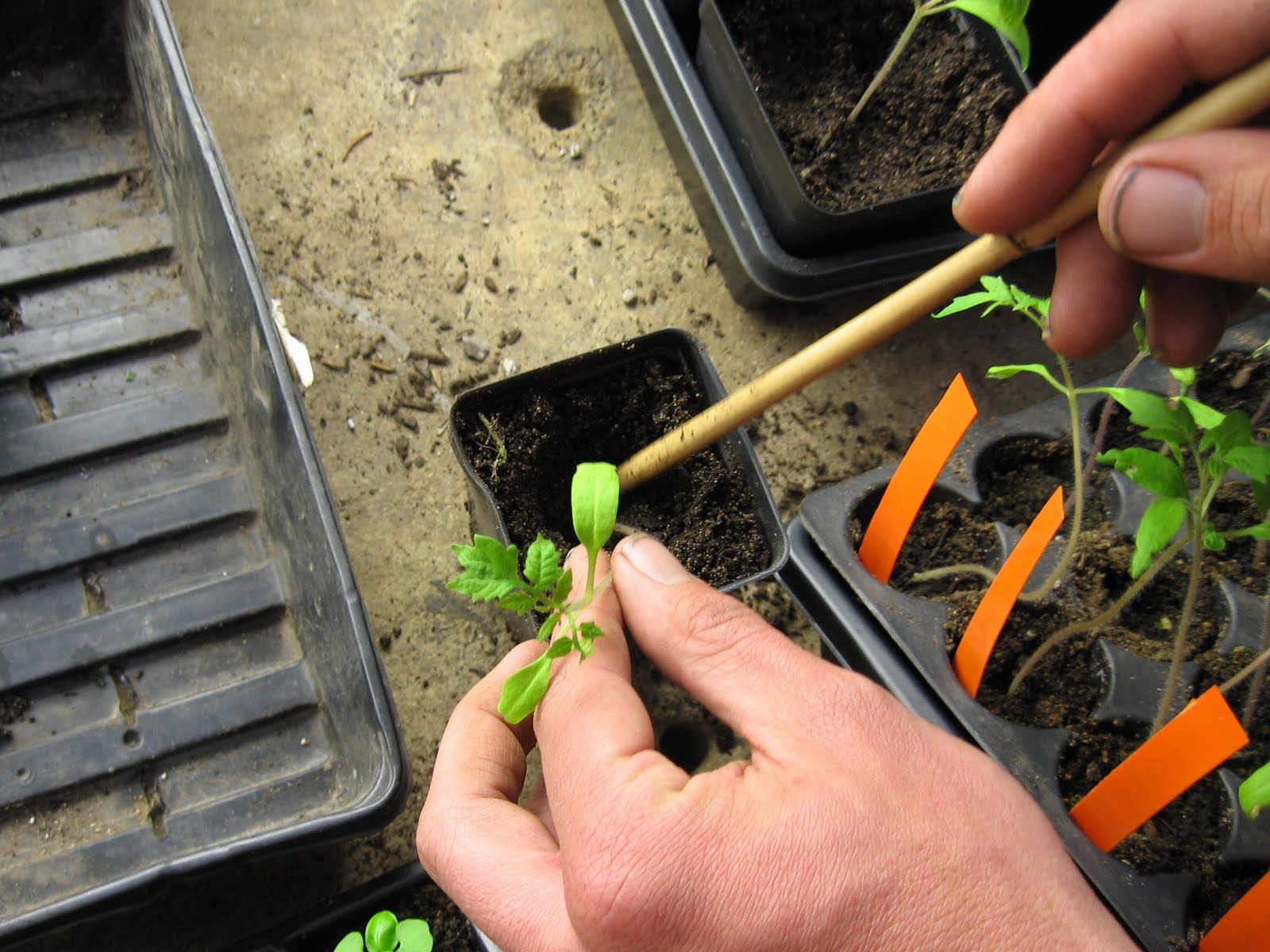 Ginkgo Organic Gardens: seedlings