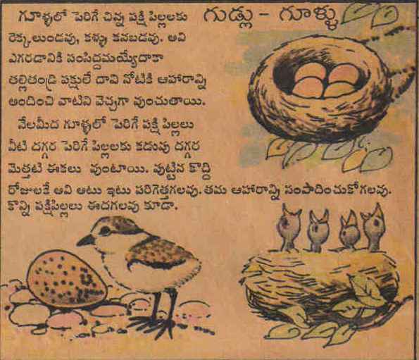 TELUGU WEB WORLD: about birds - its living - types of birds - its teech ...