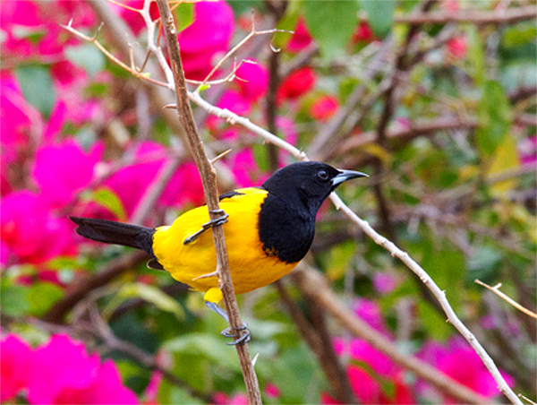 Bellas Aves de El Salvador: Icterus wagleri (chiltota de cabeza negra ...