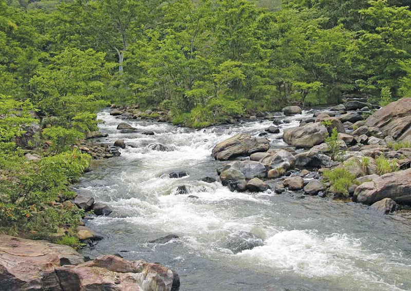 Kottawa Conservation Fores