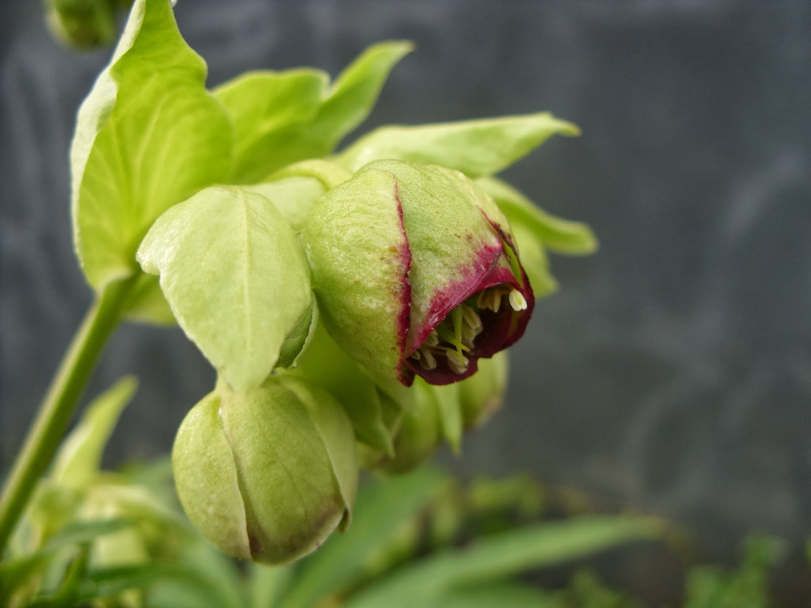 Jardim Autóctone: Erva-besteira, o fascínio continua…