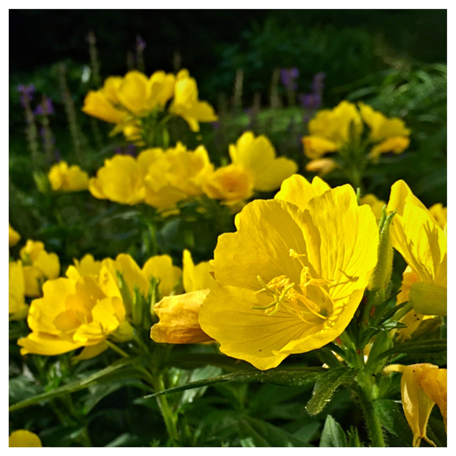 the back quarter acre: Good morning, evening primrose!