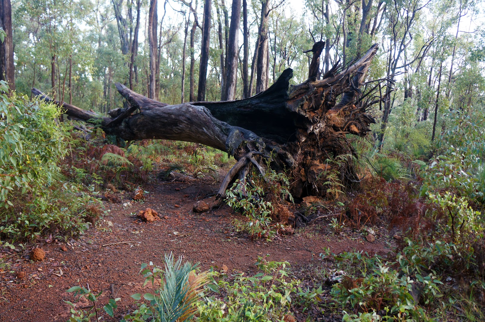 Kitty's Gorge Walk Trail (Serpentine National Park) ~ The Long Way's Better