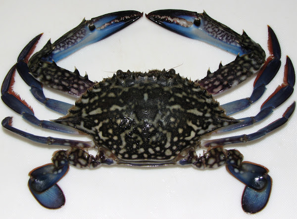 Blue Swimming Crab: Characteristics, Diet, Uses, Photo