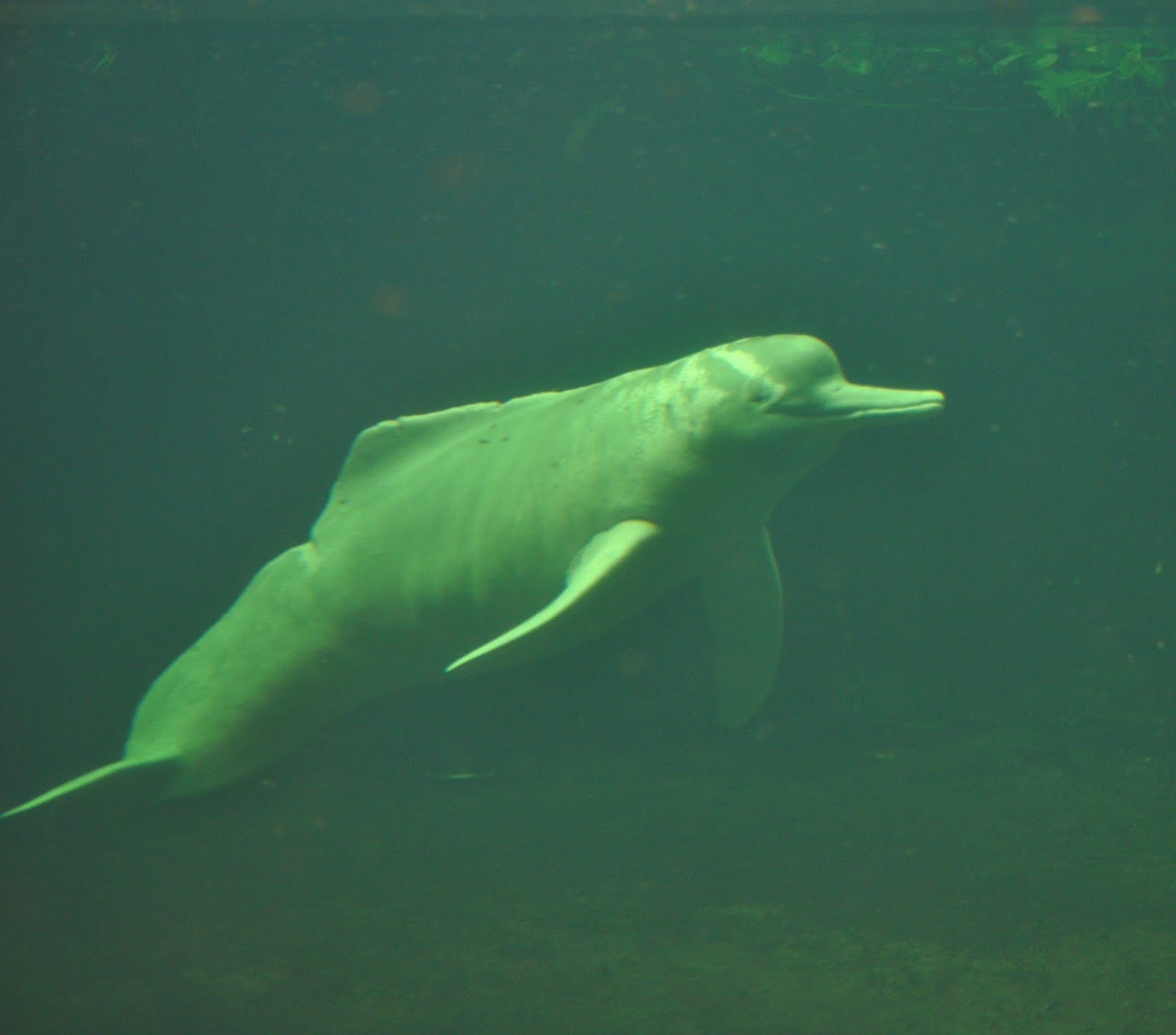 ZOOTOGRAFIANDO (6.100 ANIMALS): DELFÍN DEL AMAZONAS / AMAZON RIVER ...