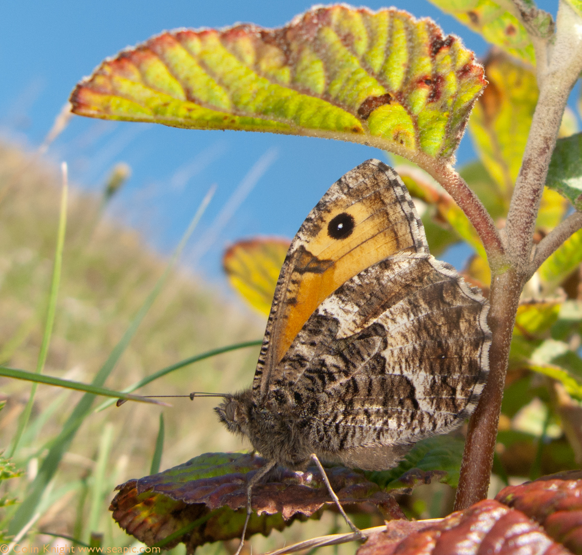 Postcards from Sussex: Grayling Festival at Windover Hill