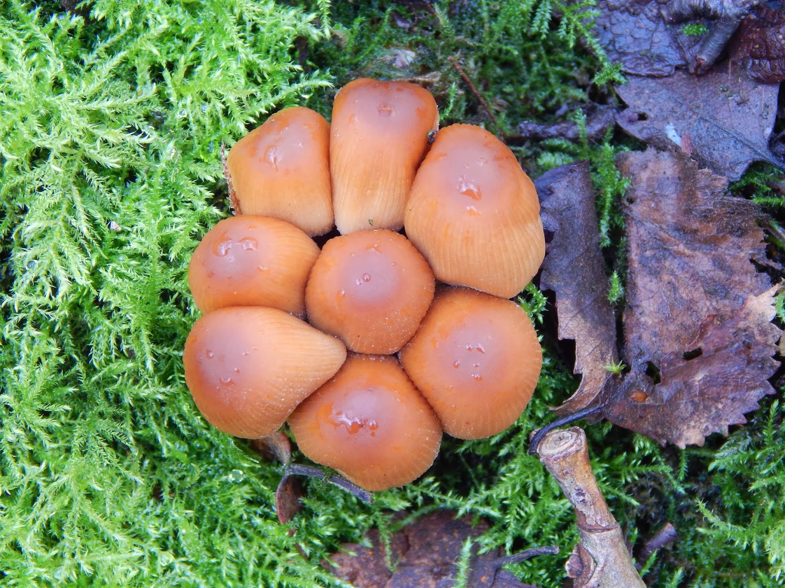 Calderdale Fungi - Halifax Scientific Society - Mycology Section ...