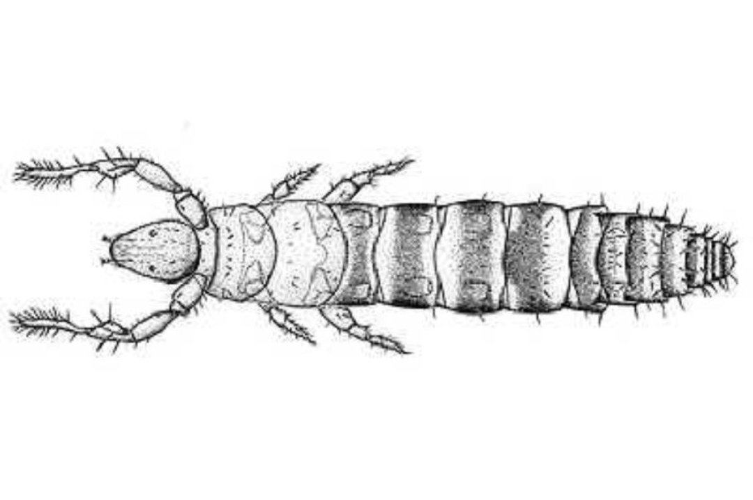 Protura - Insectduniya|Entomology - Wikipedia