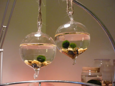 Marimo chan: Photo Galery