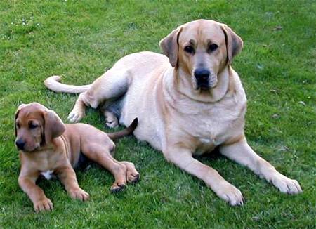 Cães & Cães: Broholmer - 01