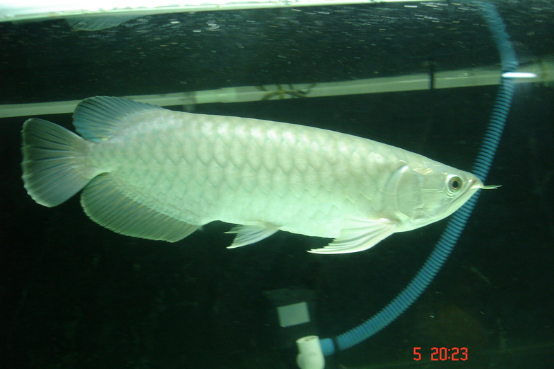 Vô Nhai Cốc ...: Cá rồng, cách phâ biệt ... !!!