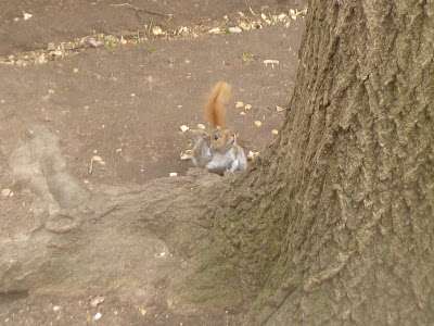 The New York Squirrel: Cinnamon Squirrel