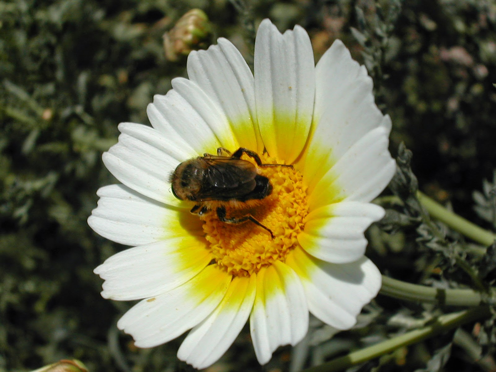 FOTOGRAFIAS DEL MUNDO: Flores e Insectos (Dedicado a Sol López Navarro)