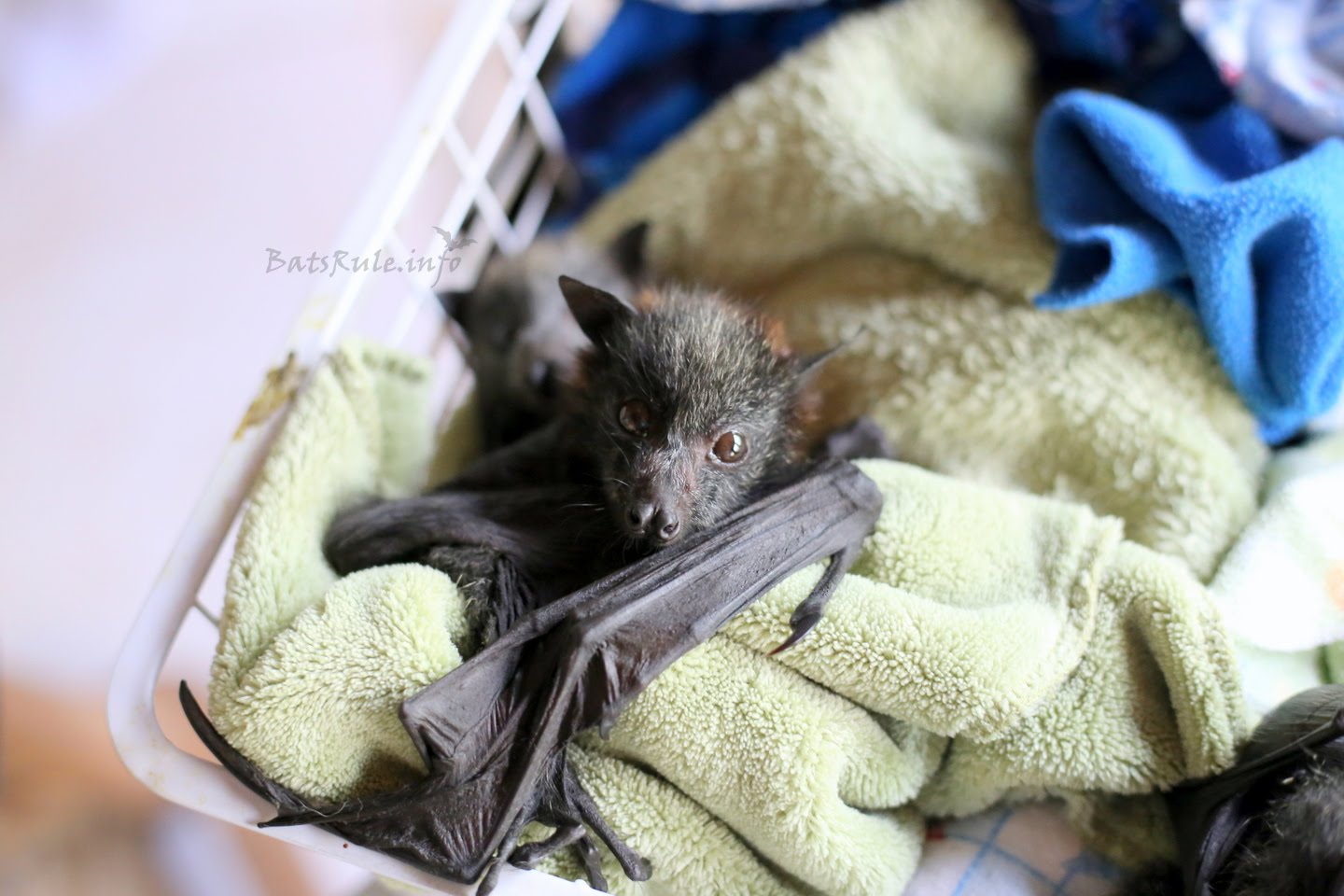 Rehab | Megabat babies Flying-foxes fruit bats