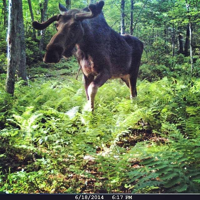 On the Land: Wildlife Camera update - When "Mooses" Come Walking!