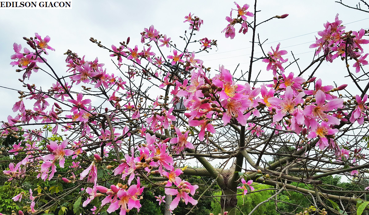 Paineira-rosa - Ceiba speciosa