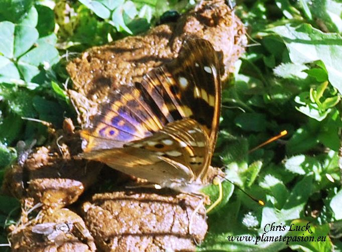 French wildlife and beekeeping: Map Butterfly - Carte géographique 2018 ...