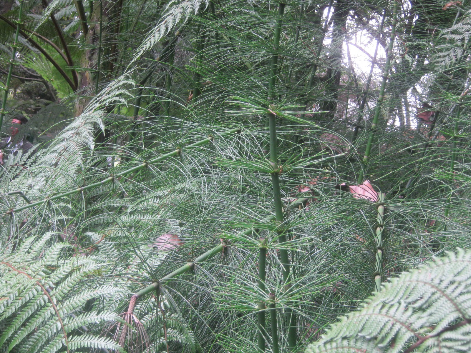 Evolucion De Las Plantas: Pteridophytas