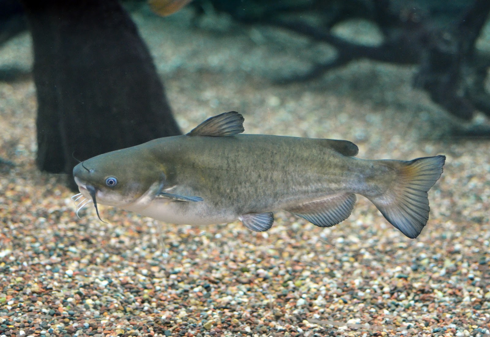 Virginia Fishes: Video of the Week! Underwater Cypress Swamp Tour
