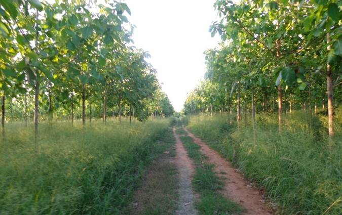 Sadaharitha Plantation Ltd | ElaKiri